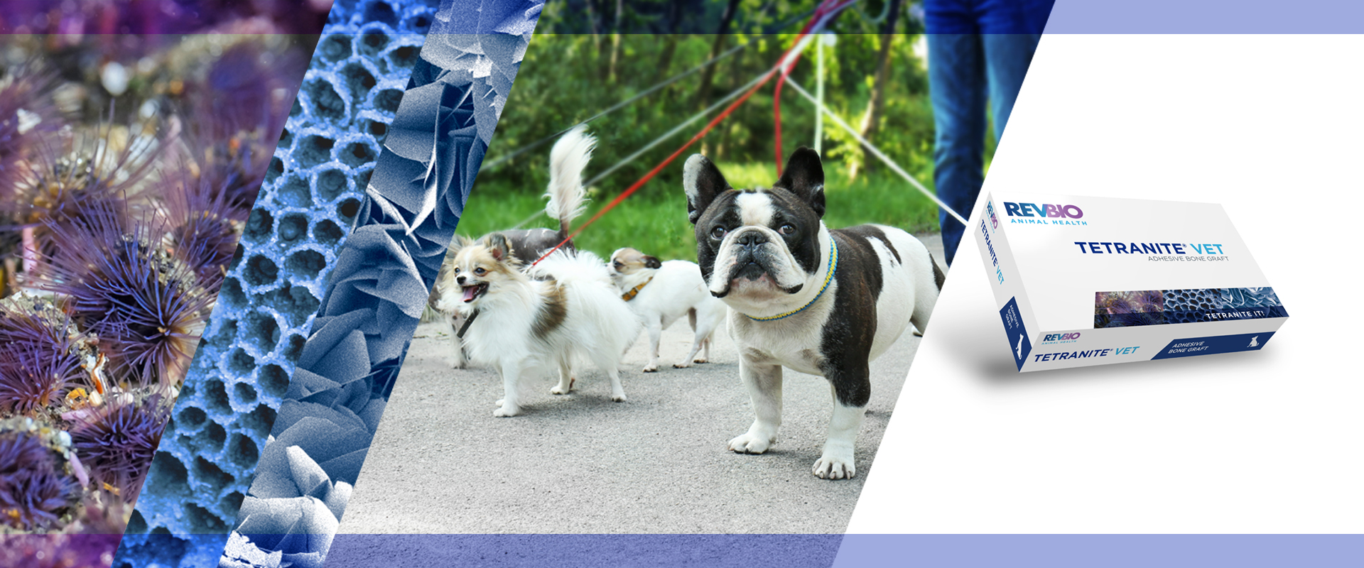 HOMEPAGE - REVBIO ANIMAL HEALTH